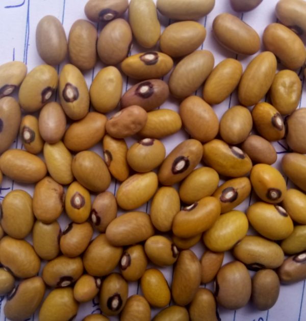 Seed listing – Seed Exchange Kenya